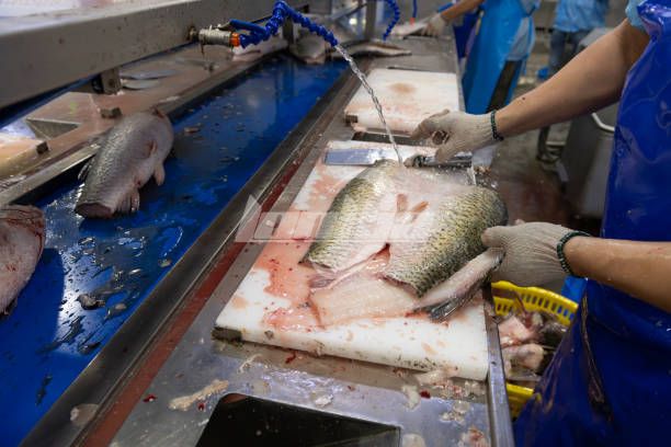 Applications of Fish Gutting Machines Across Different Fish Types - LONKIA Machinery